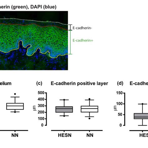 Ectocervical Epithelial Thickness Of Tissue Samples From Hesn And Nn
