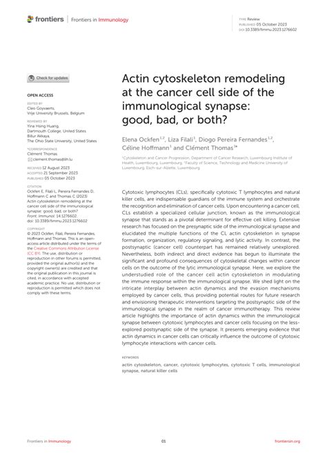 Pdf Actin Cytoskeleton Remodeling At The Cancer Cell Side Of The Immunological Synapse Good