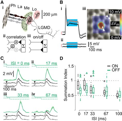 figure 1 from report synchronized neural input shapes stimulus
