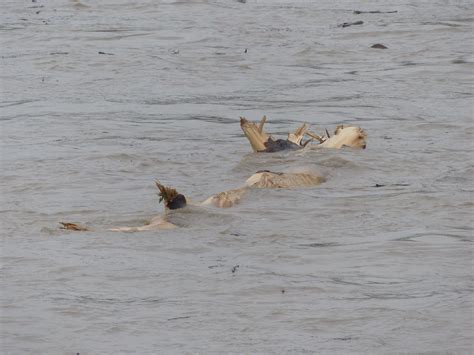무료 이미지 바닷가 바다 모래 육지 해조 강 야생 생물 홍수 더러운 오리 척골가 있는 물새 슬러리 표류 나무 밀물 갯벌 4000x3000