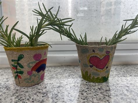 부산 학교텃밭 로즈마리 꺽꽂이하면 뿌리가 나올까요 네이버 블로그