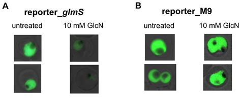 Pdf Inducible Knockdown Of Plasmodium Gene Expression Using The Glms Ribozyme