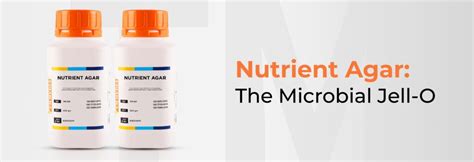 Nutrient Agar Composition Preparation And Applications