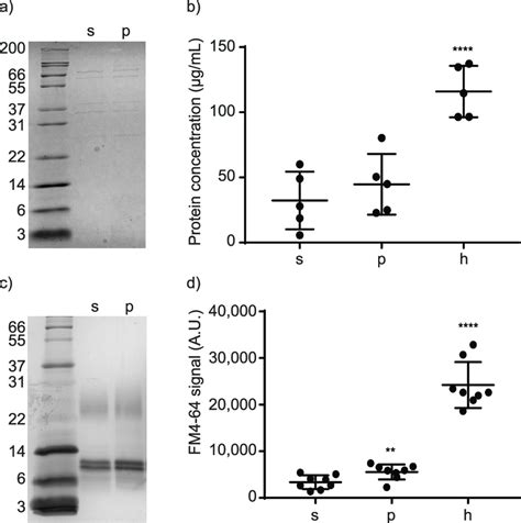 Protein And Lipid Quantification Of Induced OMVs A B Protein