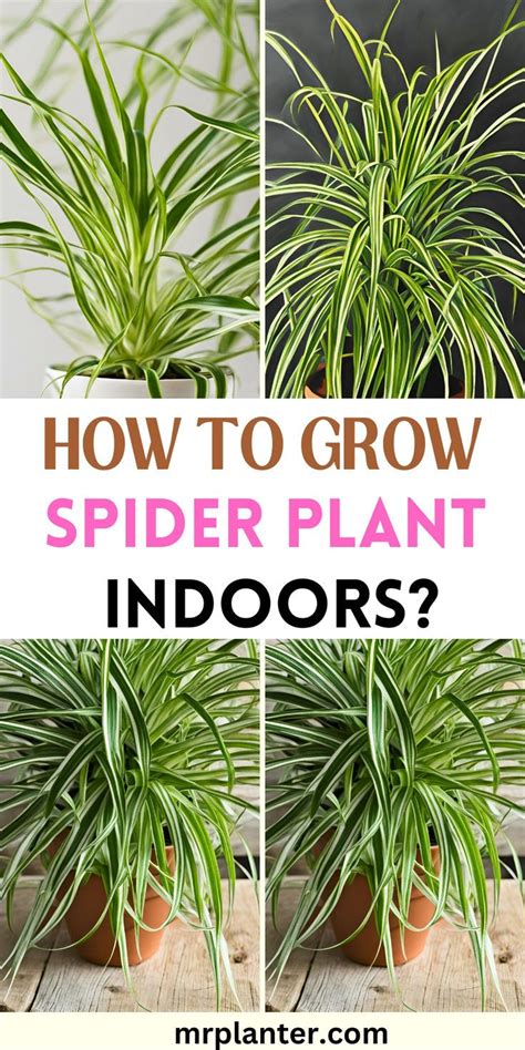 Spider Plant Care Indoor Gardening Tips Plants Grown In Water Plant