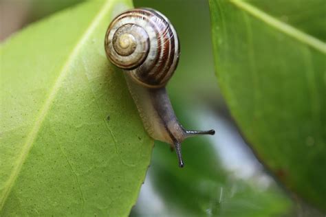 100000 Free Cute Snail And Snail Images Pixabay