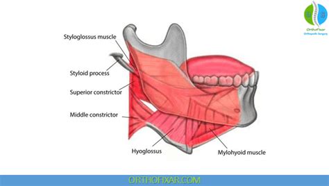 Mylohyoid Muscle Anatomy
