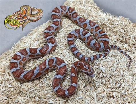 Microscale Corn Snake Traits Morphpedia