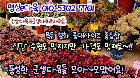 명심e다육 묵은 중대사이즈 신상포함 빛감최고 철화 총집합 멋진가격멋진수형군생다육쇼핑 Youtube
