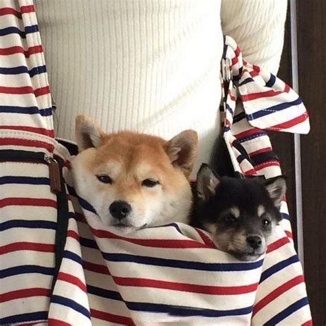 萌宠搞笑图第558：赤柴姐姐和黑柴妹妹，睡觉都要紧紧抱在一起 每日头条