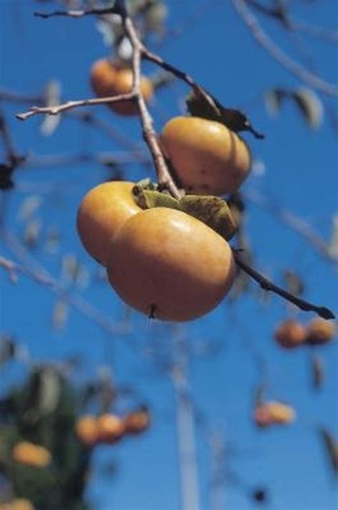 Persimmon Trees
