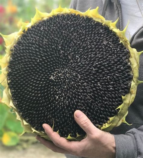 Organic Giant Sunflower Seeds At Paul Harlan Blog
