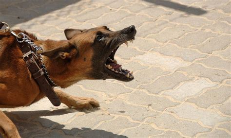 How Strong Is A Husky Bite