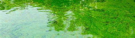 Service Environmental Compliance Ecoh