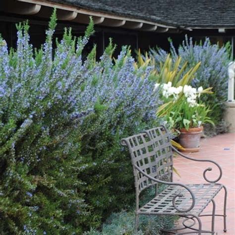 Free Shipping Tuscan Blue Rosemary Live Starter Plant Etsy