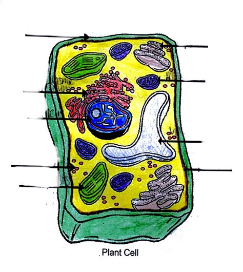 Biology Cells Quiz Plant Cell Diagram 1 Diagram Quizlet