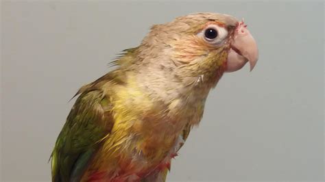 Wanted Birb Poster You Decide What She Did R Partyparrot