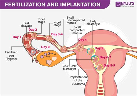 Trophoblast Functions Of Trophoblast