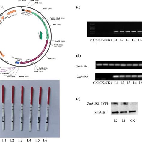 Schematic Diagram Of Plant Expression Vector Map And The Detection Of