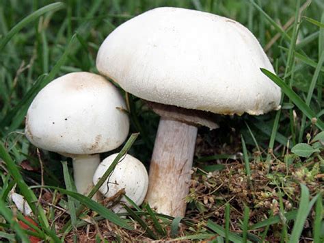 Agaricus Xanthodermus Características Hábitat Toxicidad Y Confusiones