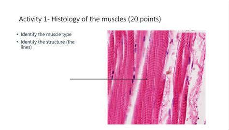 Solved Exercise 1 ﻿histology Of The Ovary And Testis