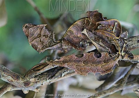 Leaf Tailed Gecko Camouflage