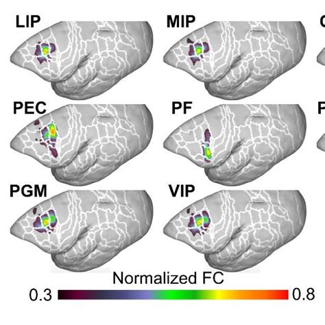 Pdf Functional Organization Of Frontoparietal Cortex In The Marmoset Investigated With Awake