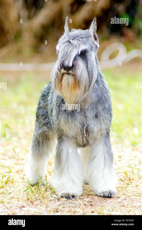 Salt And Pepper Schnauzer Schnauzer Paradise Ii