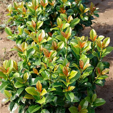 Volcano Cherry Laurels For Sale