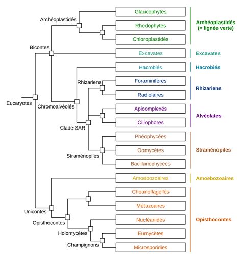 Arbre Phylogénétique Des Eucaryotes Planet Vie