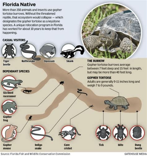 Gopher Tortoise Burrow Diagram Uploadish