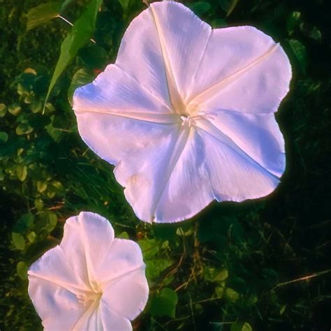 Why Do Flowers Close At Night Explained