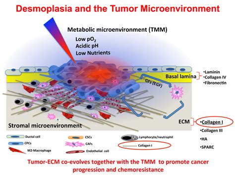 6 Role Of Ecm Composition And Stromal Cells In Determining Tumour And Cancer Stem Cell Ph O2