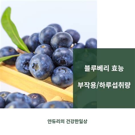 블루베리 효능 부작용 하루섭취량은 얼마나 네이버 블로그