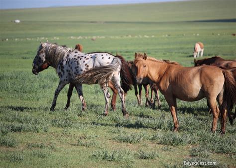 Mongolian Horse Breeds Characteristics Health And Nutrition