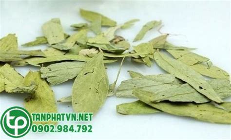 1️⃣ Địa Chỉ Mua Bán Lá Phan Tả Diệp Tại Phú Yên Kích Thích Tiêu Hóa