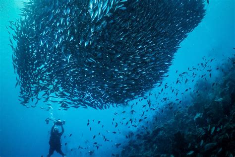 White Paper Federated Data Sharing Luminis