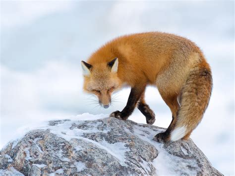 National Geographic Red Fox