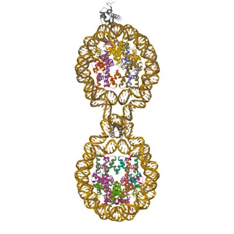 Rcsb Pdb 7xvm Crystal Structure Of Nucleosome H5 Linker Histone