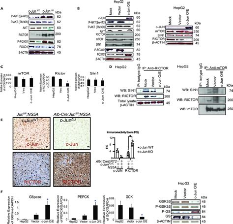 C Jun Inhibits Akt Phosphorylation Via Rictor Downregulation And Download Scientific Diagram