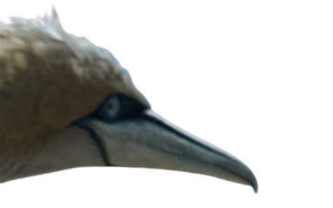 Scuttle By Dracoawesomeness On Deviantart