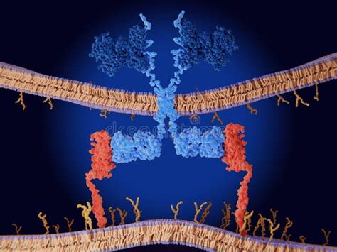 Chimeric Antigen Receptor Car Therapy Engineered Receptor Binds To Cd19 Antigen Stock