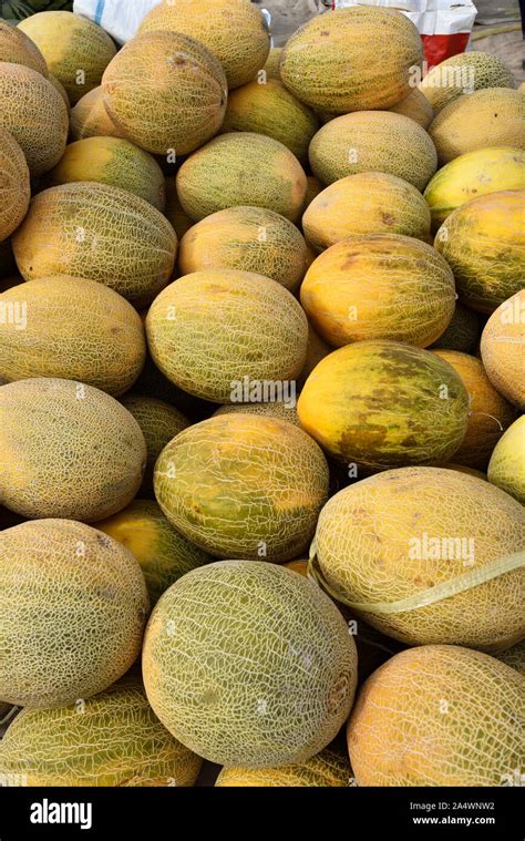 The Tasty And Famous Uzbek Melons Praised By The Medieval Traveler Ibn