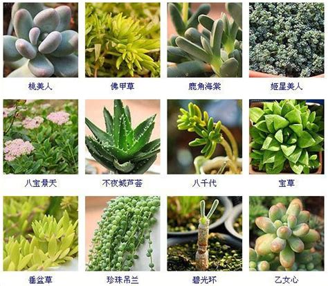 多肉品種大全普貨篇 每日頭條