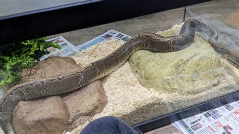 New Owner And Worried For My Python Rballpython