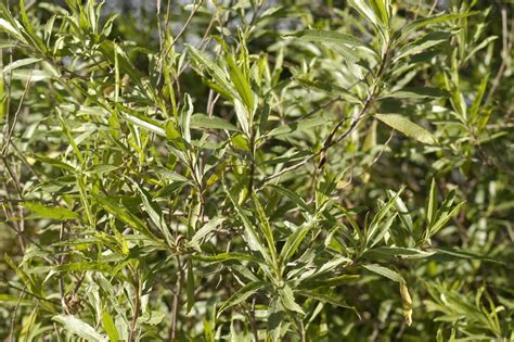 Chilca Aves Argentinas