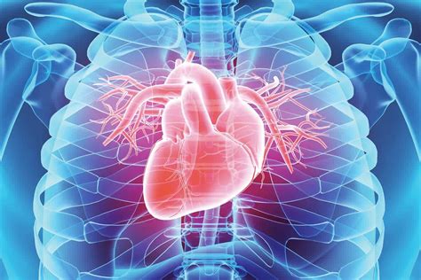30 Facts About Myocardium