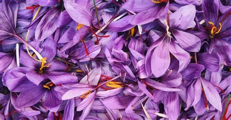 계절 꽃 꽃 꽃꽂이 꽃밭 꽃잎 농업 보라색 꽃 보라색 색조 봄 봄의 꽃 사프란 사프란 식물 사프란 향신료