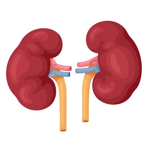 신장동맥 스톡 사진 및 일러스트 Istock