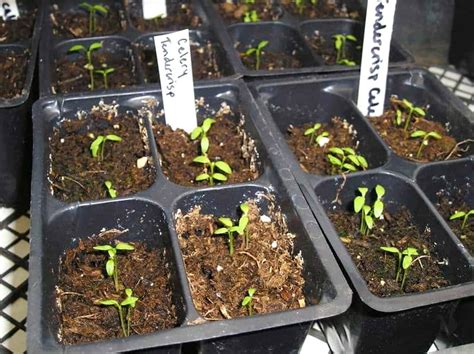 How To Grow Celery From Seed